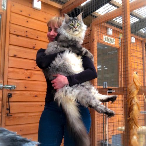 Inside the Cattery | Pinewood Cattery