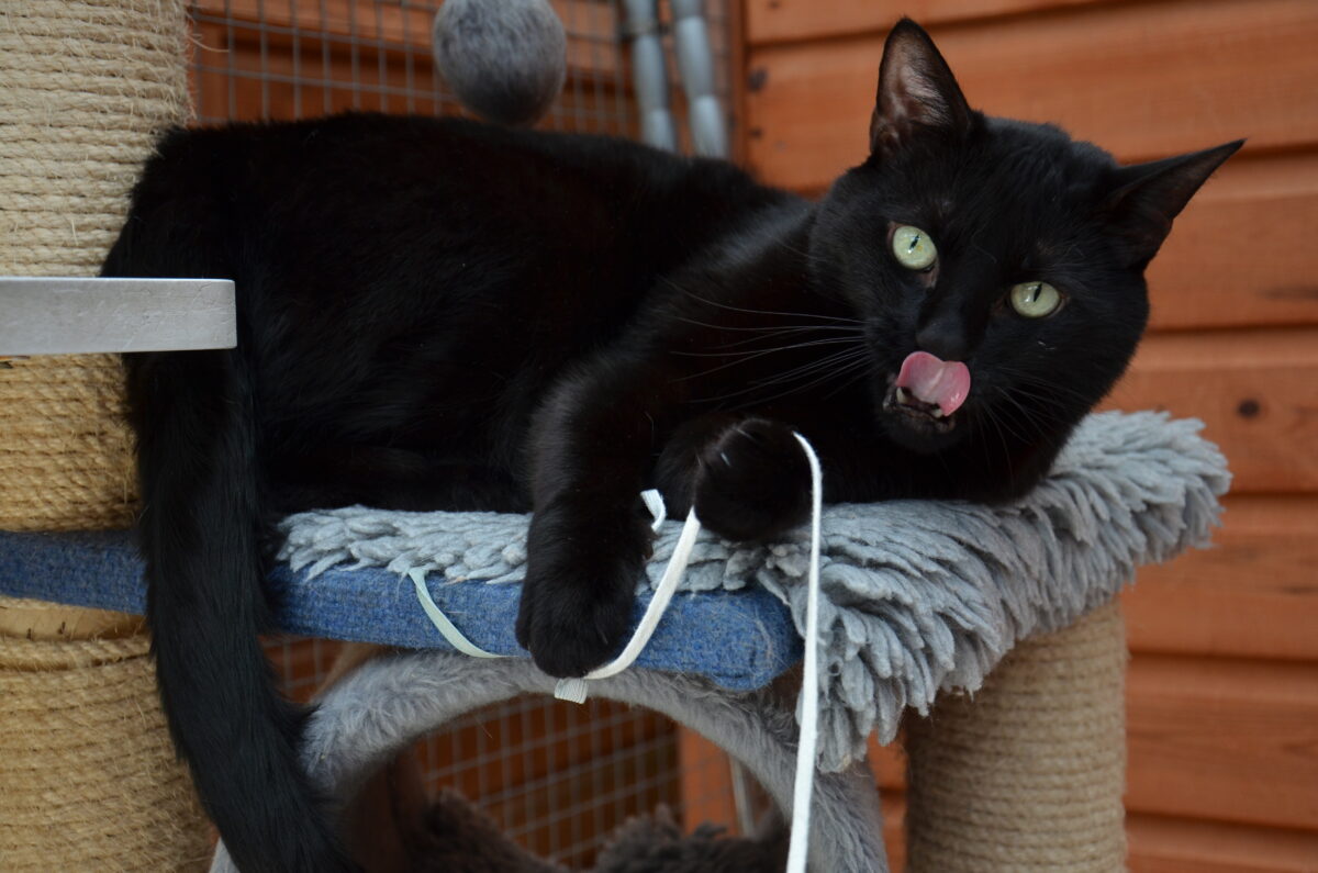 Inside the Cattery | Pinewood Cattery
